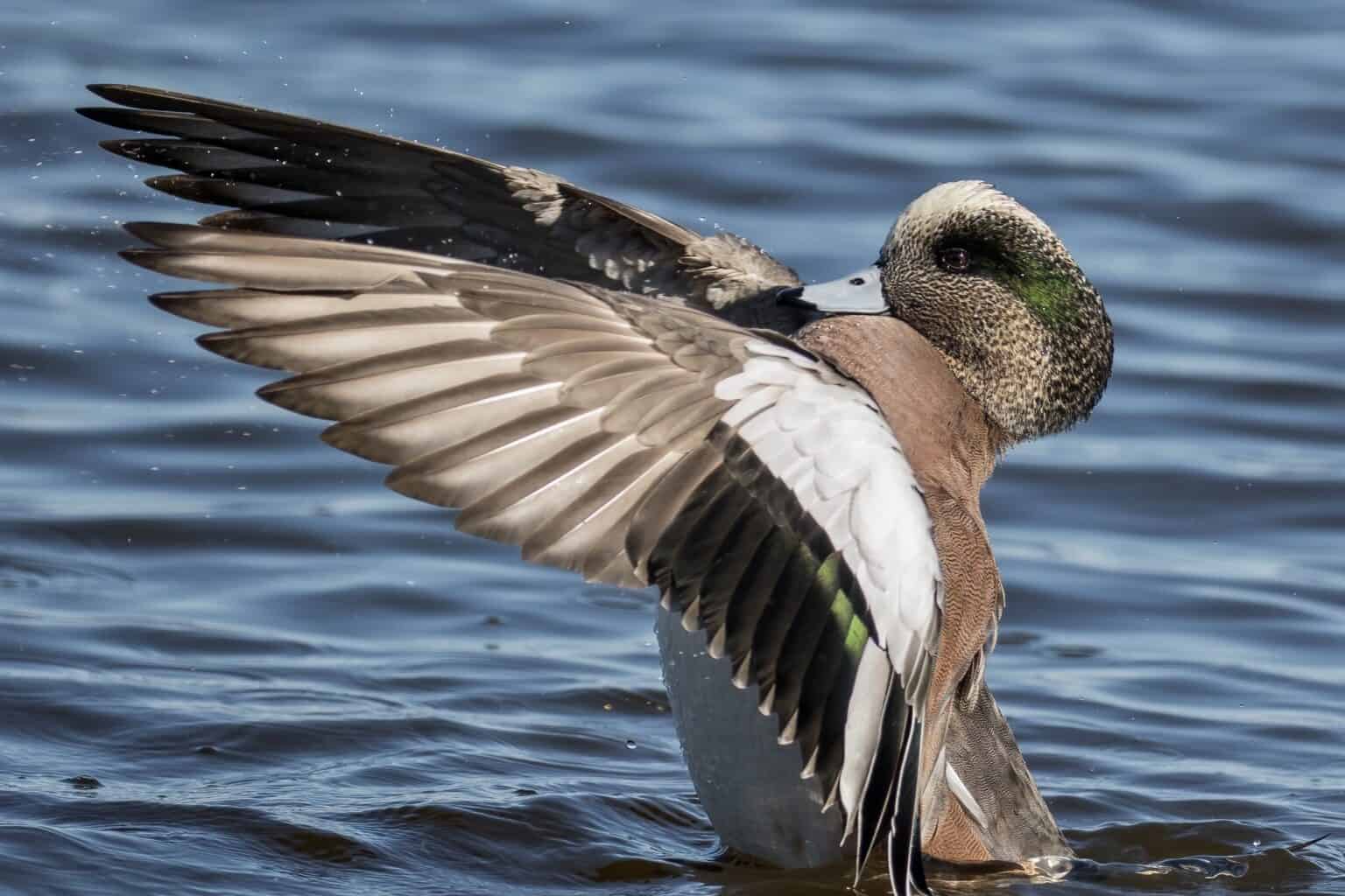 SF Bay State of the Birds Website Launch - San Francisco Bay Joint Venture